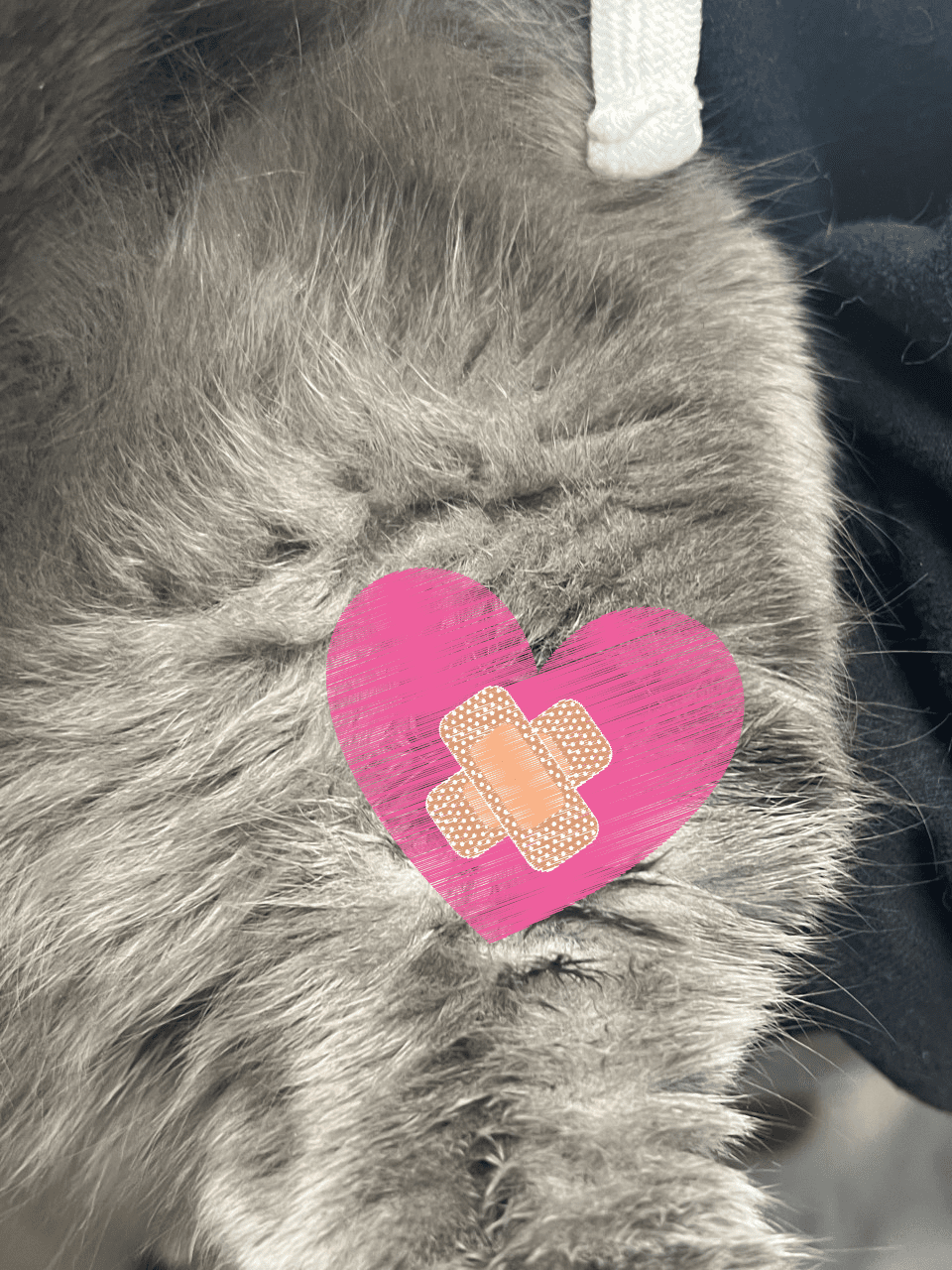 Urgent care for Monkey - Vancouver Humane Society