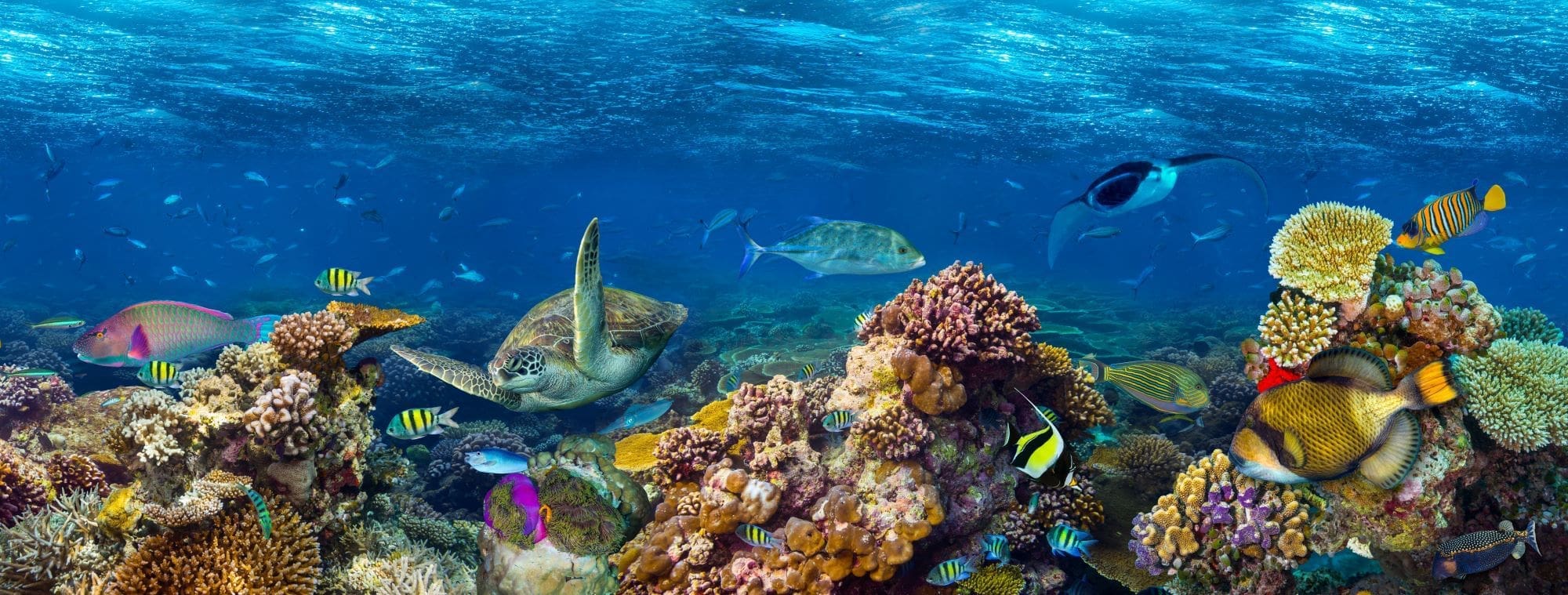 Facts about fish – How science has changed on fish intelligence and pain