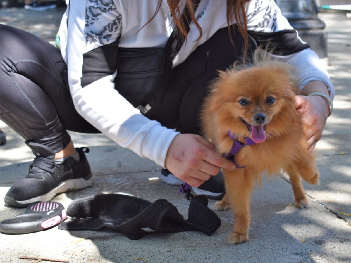 Because They Matter – Vancouver Humane Society