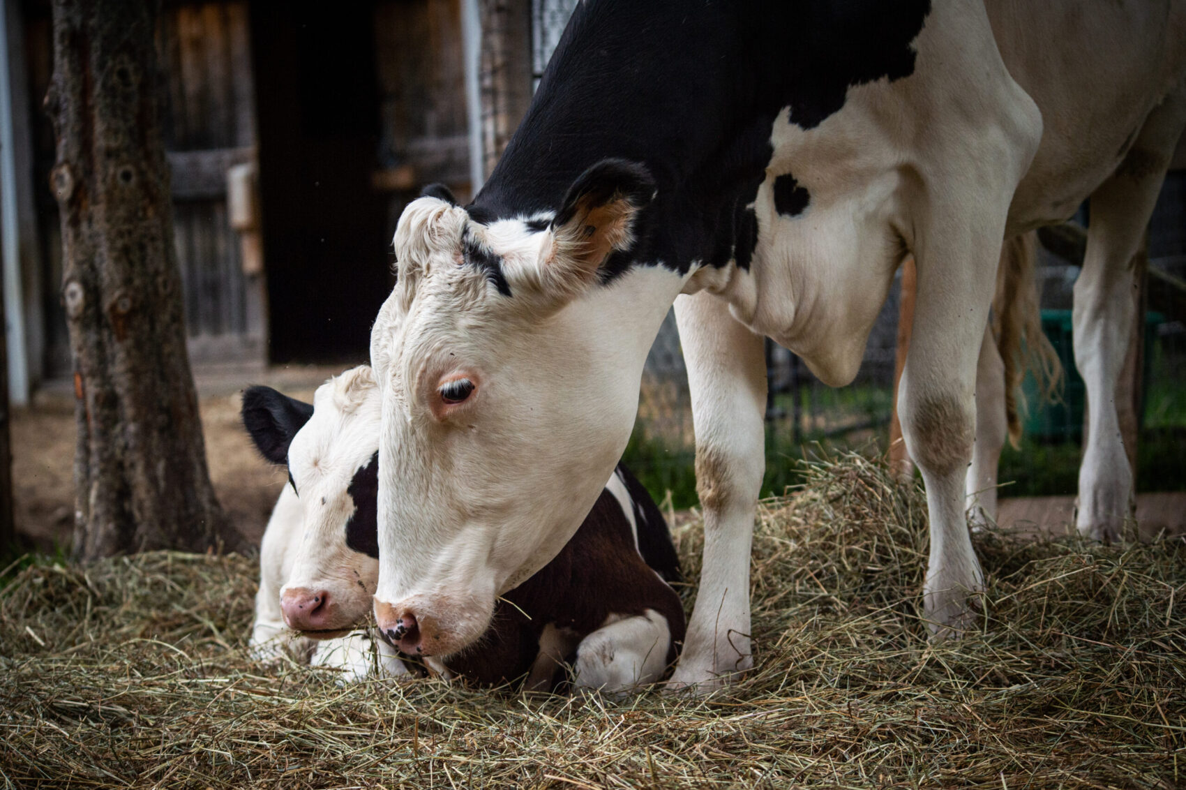 Holstein Calf With Mother