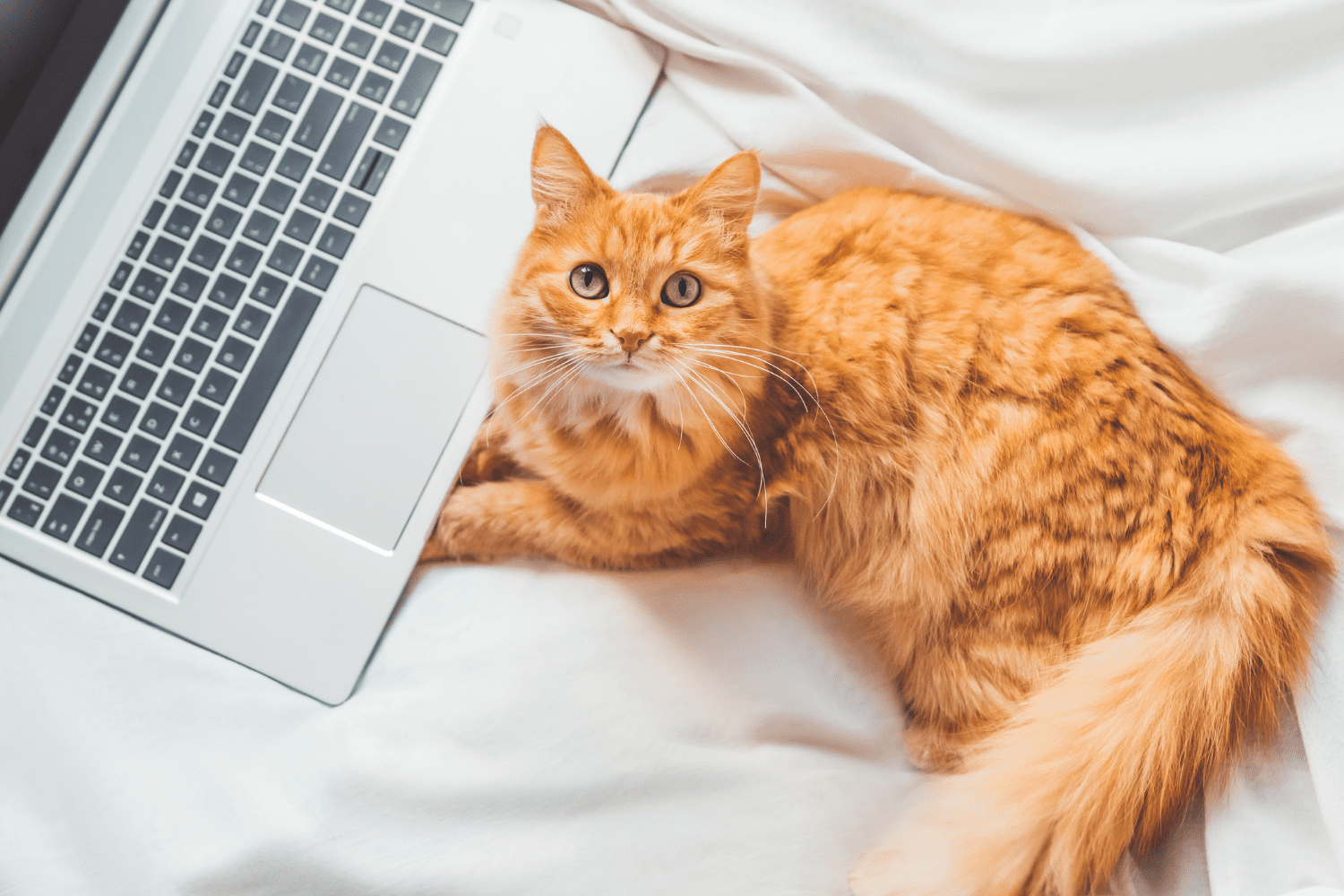 Learning resources - Vancouver Humane Society