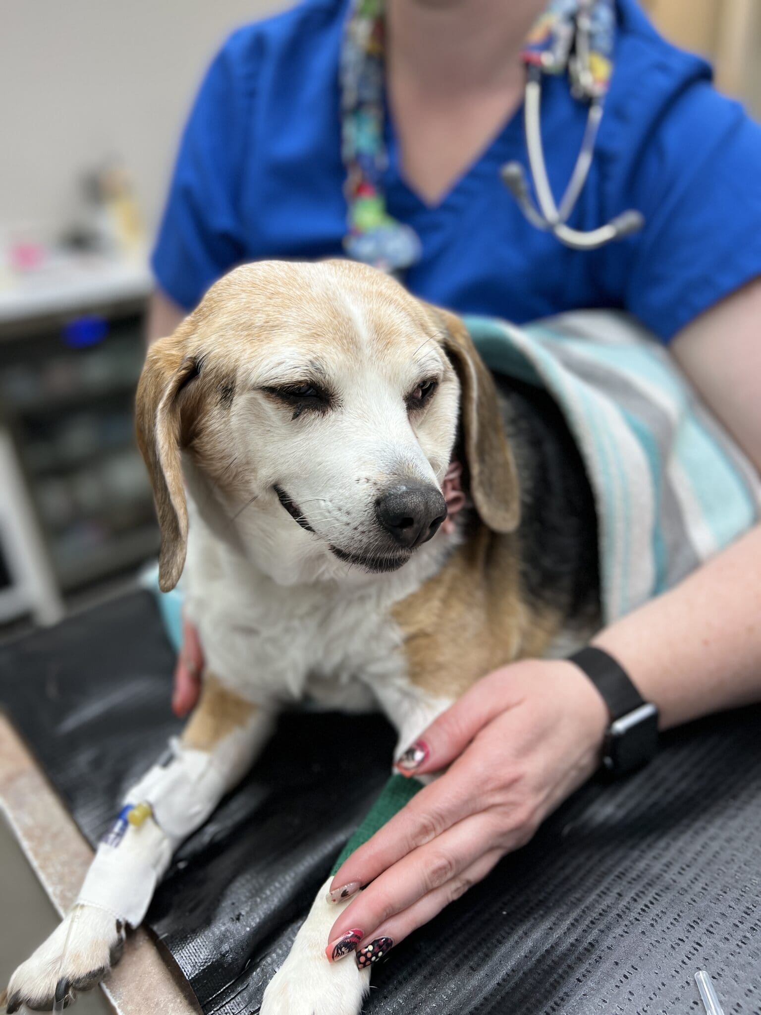 Helping pets in need – Vancouver Humane Society