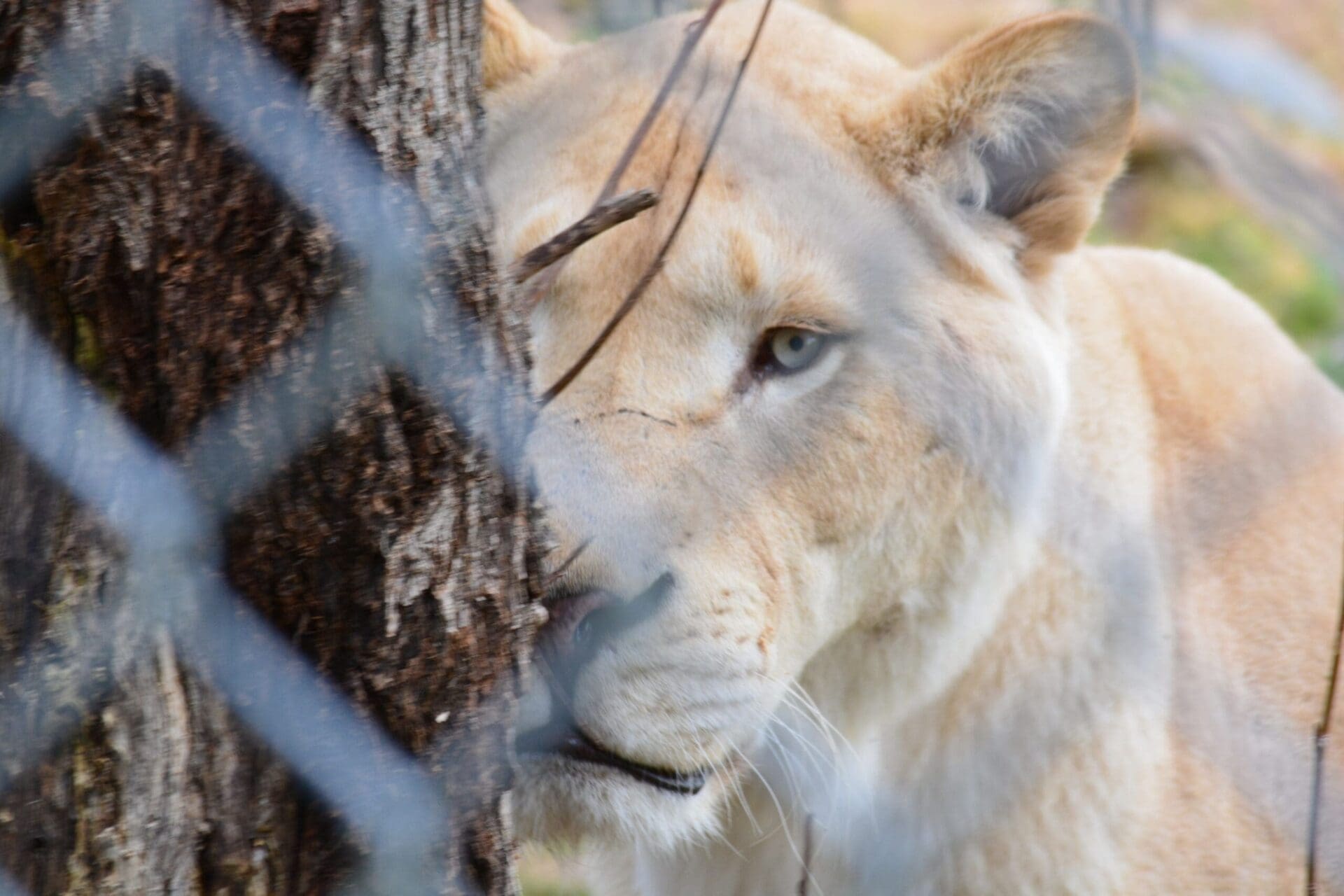 Follow up: Speaking up for wild animals in captivity