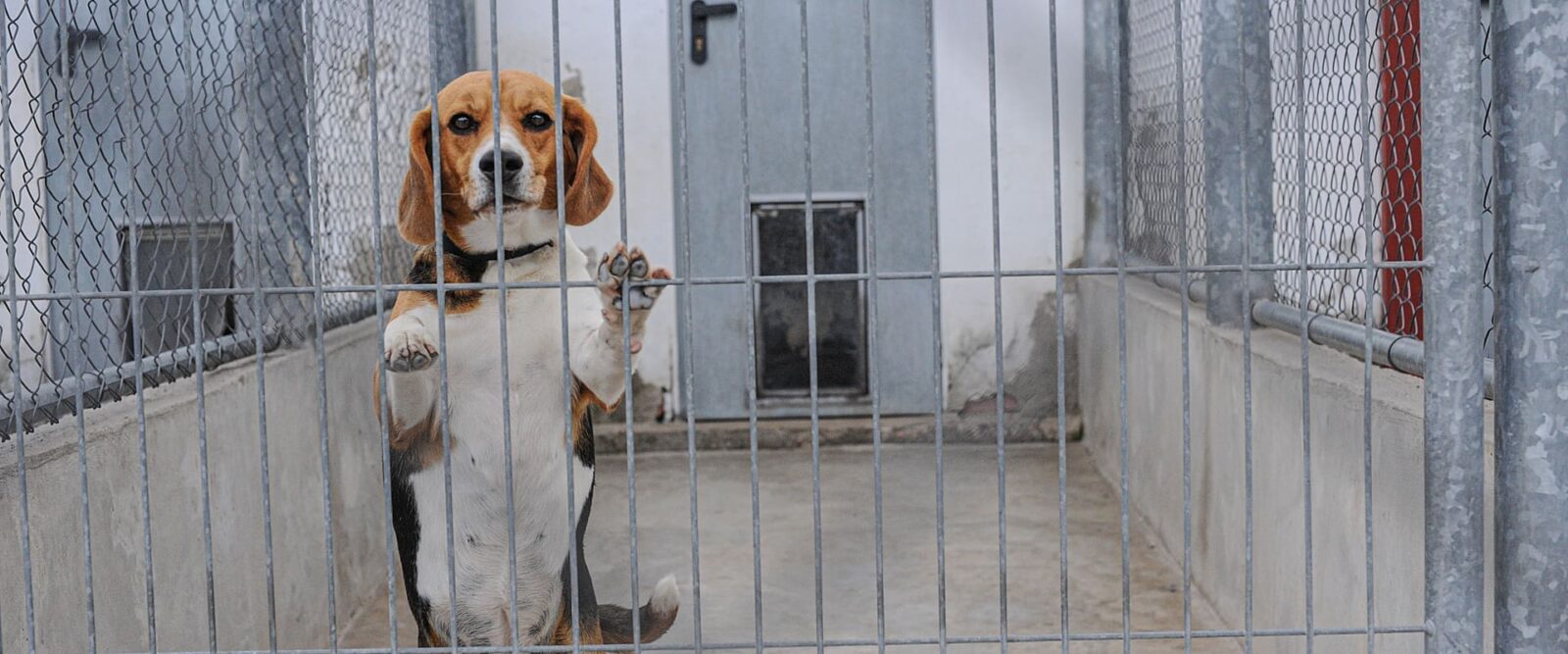 Working toward a humane society for all animals - Vancouver Humane Society