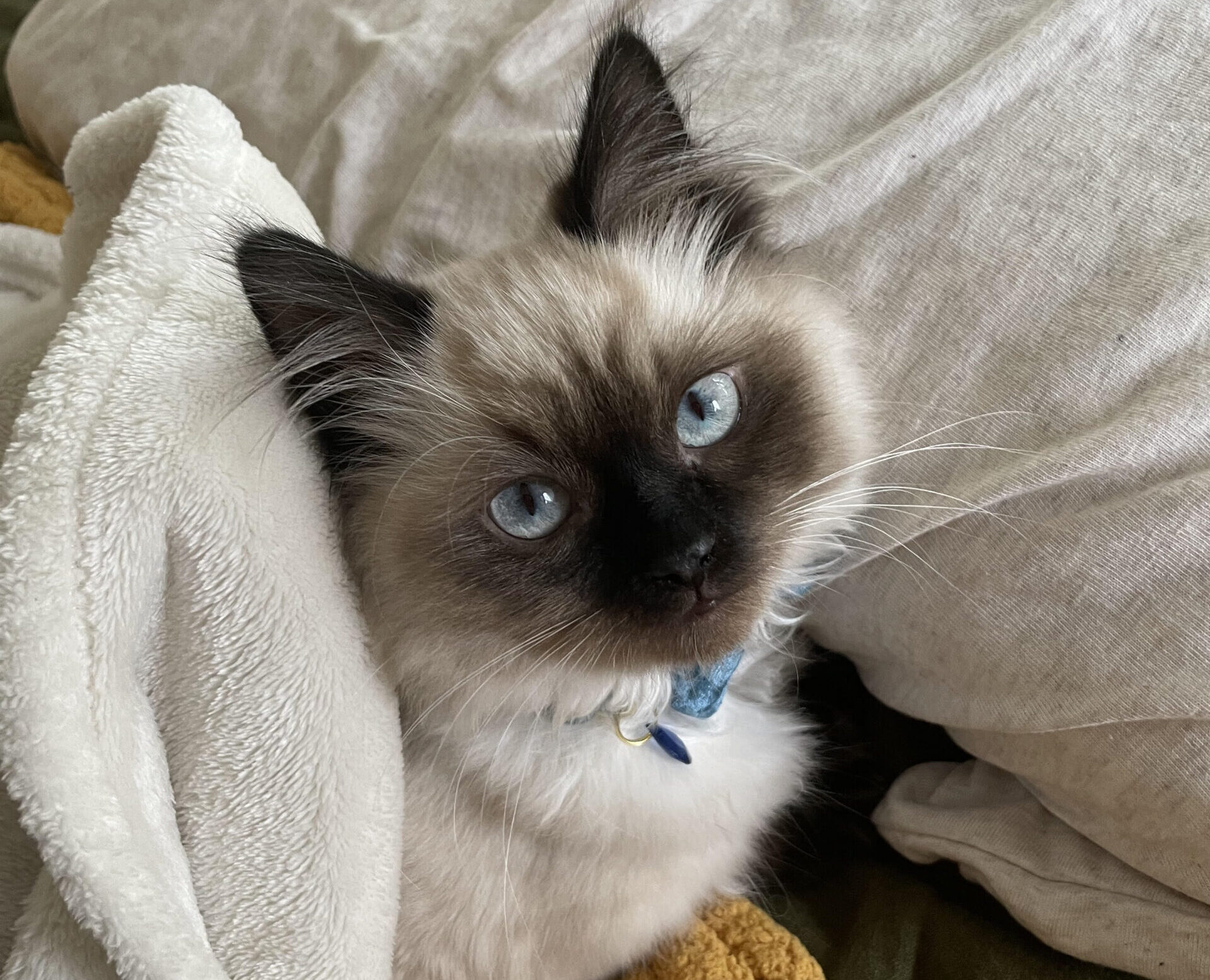 Life-saving treatment for Blue - Vancouver Humane Society