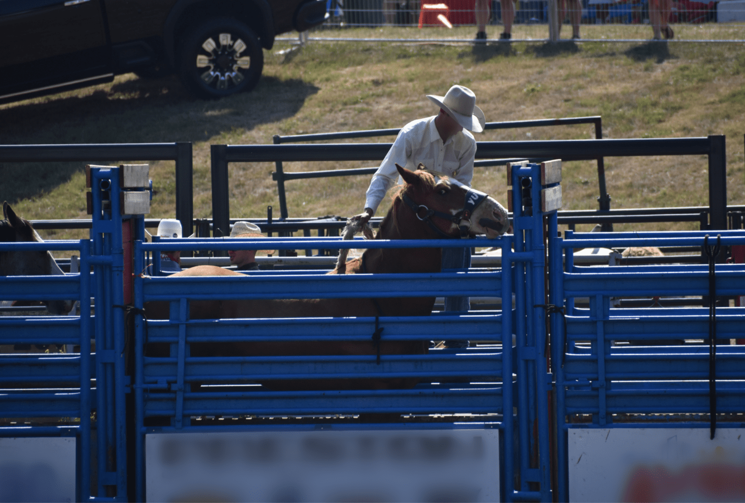The truth about bull-riding - Vancouver Humane Society