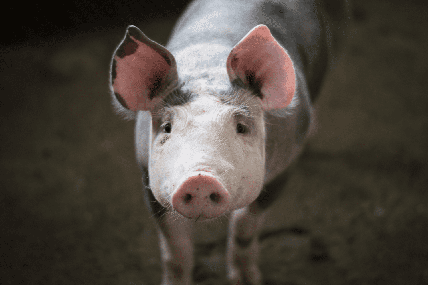 Undercover investigation reveals cruelty at Excelsior pig farm