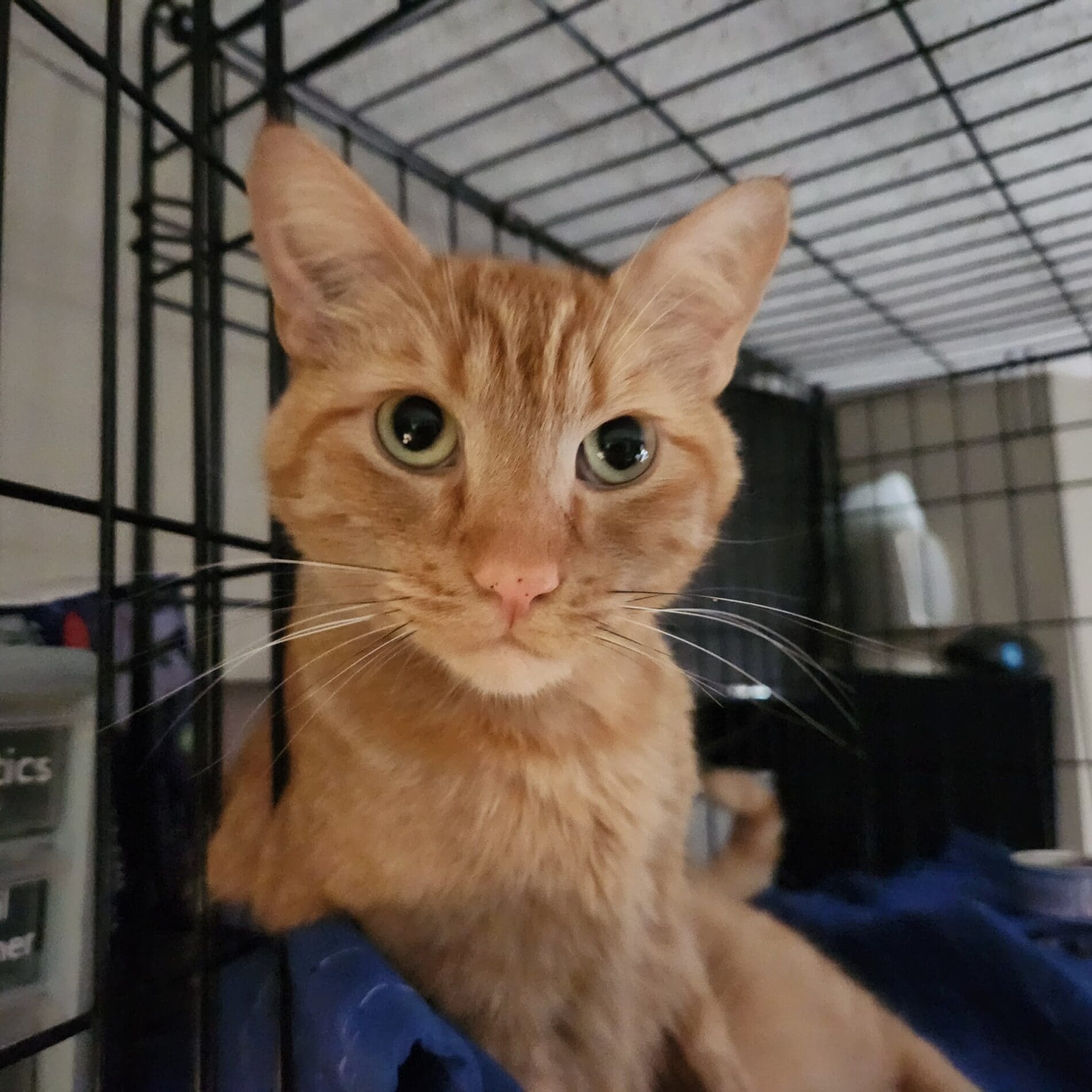 Copper needs life-saving surgery! - Vancouver Humane Society