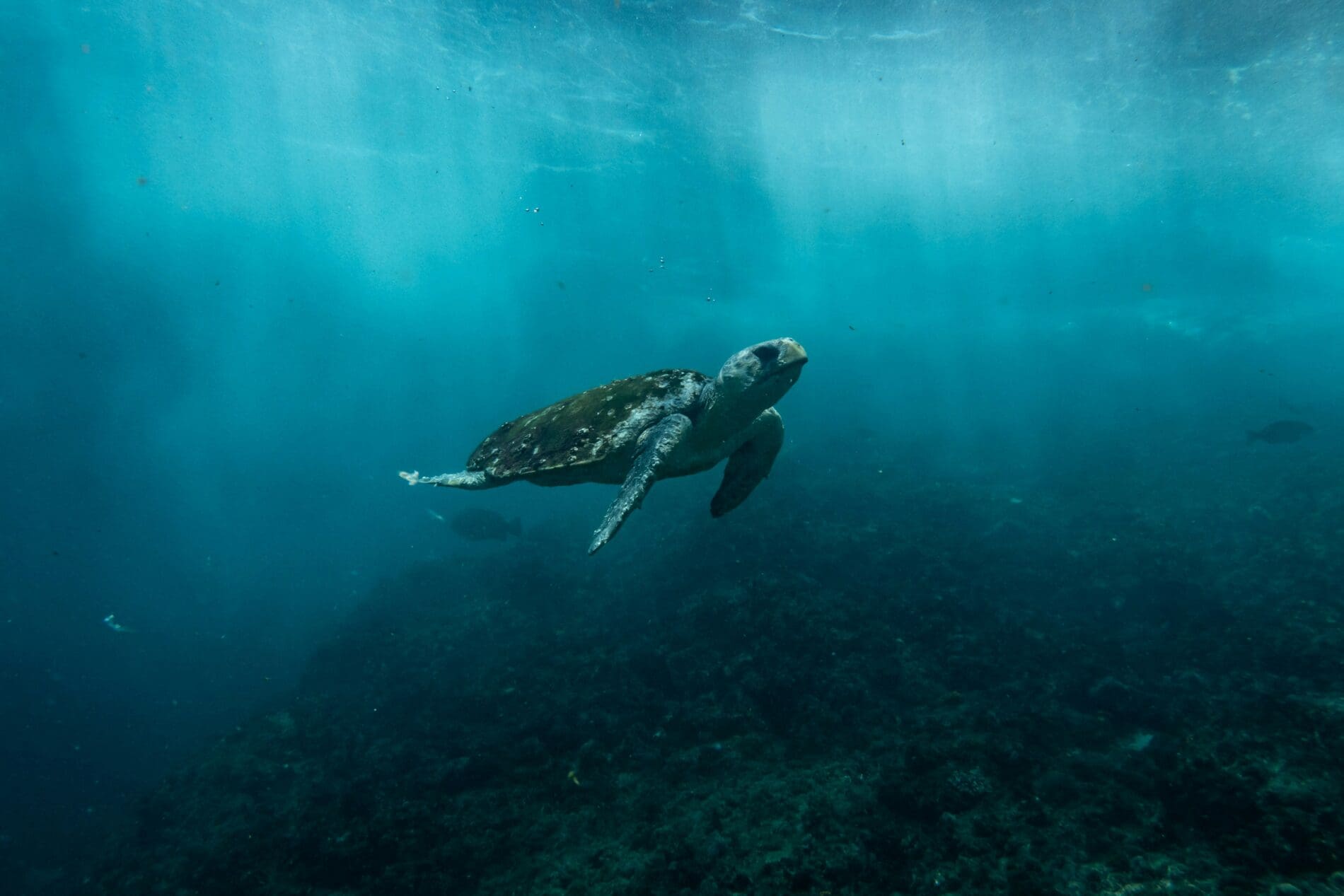 A rare return: What Jorge the turtle reveals about captivity